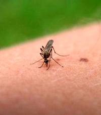 Alergijske reakcije na ubode insekata - Ljekarne Pavlić